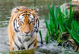 Chinese Animal Vocabulary – Chinese Edge